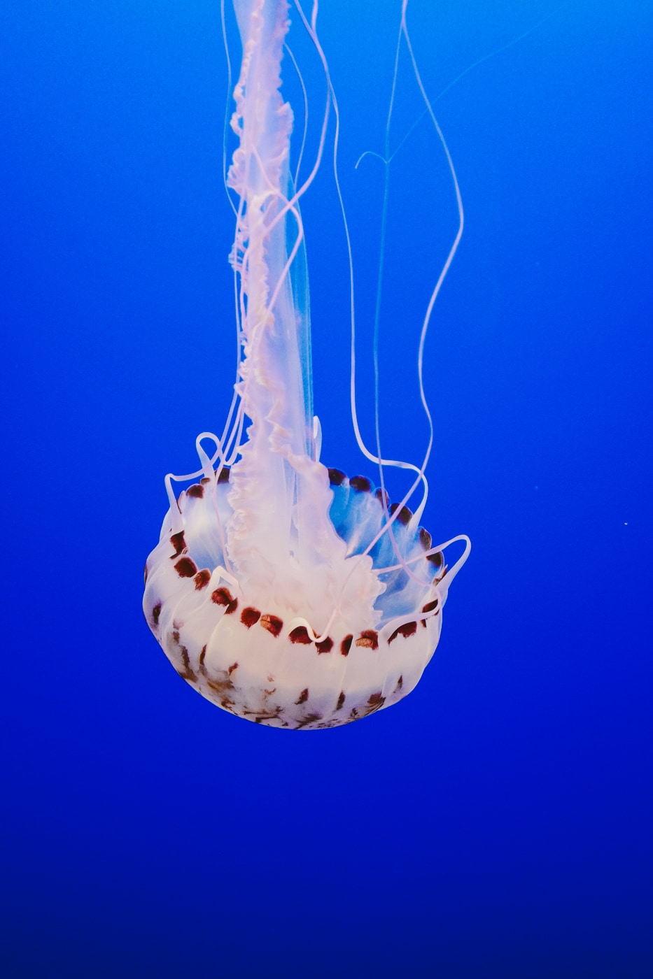 Medusa - a post by Manik Rathee | Design, UX and Engineering